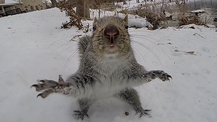 Squirrels driving you nuts? Here's all you need to know and — gasp ...