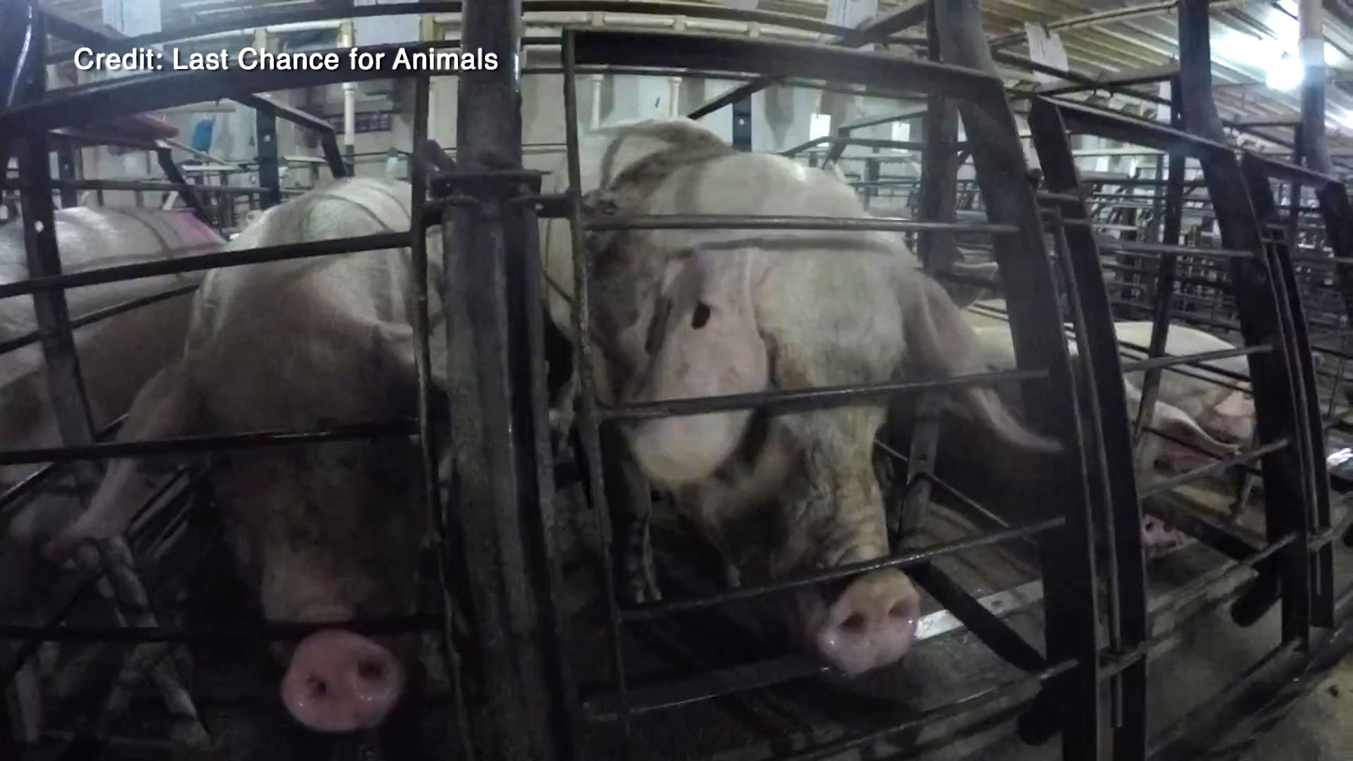 Video appears to show abuse of pigs at Christensen Farms; 7 workers ...